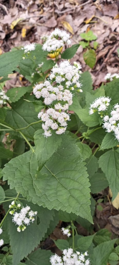 white snakeroot from Teaneck, New Jersey, USA on October 8, 2023 at 01: ...