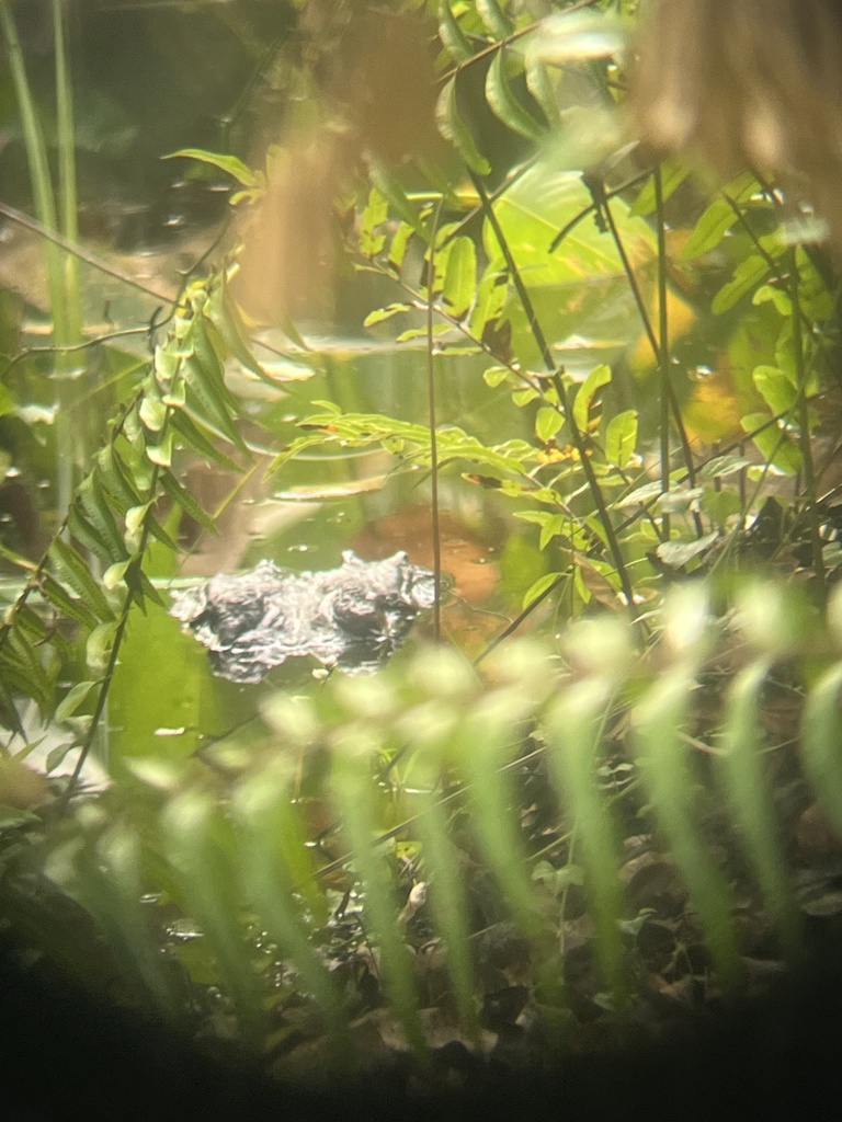 American Alligator from Bird Rookery Swamp Trail, Naples, FL, US on ...