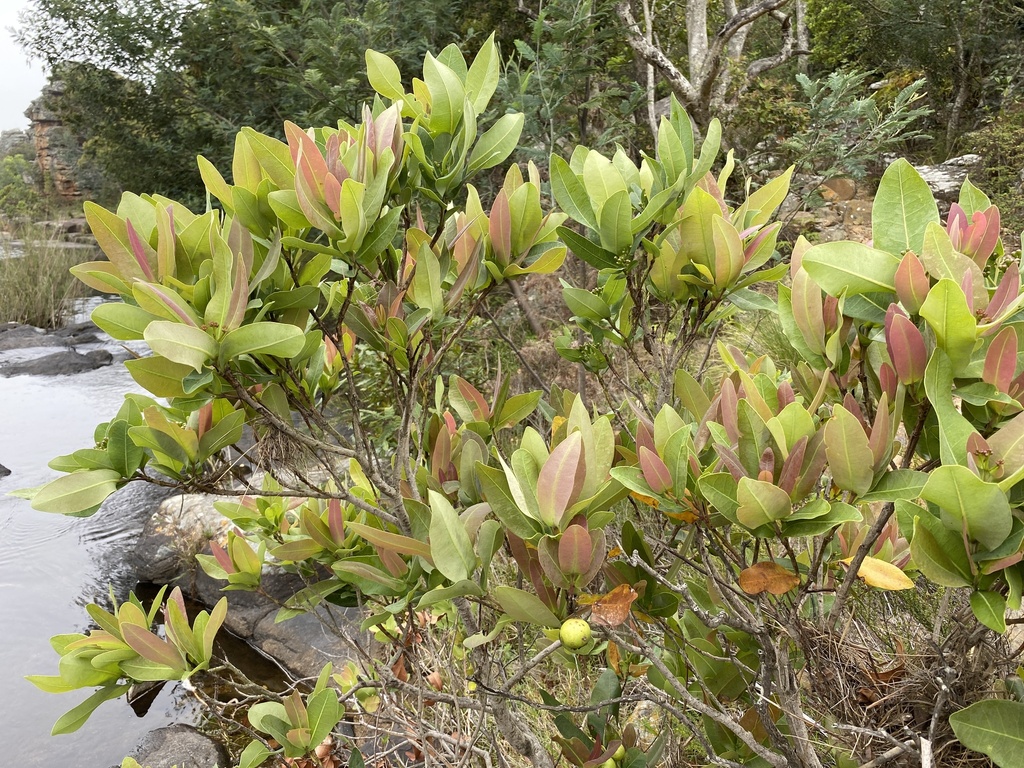 Water Berry from Ehlanzeni, ZA-MP, ZA on October 8, 2023 at 01:56 PM by ...