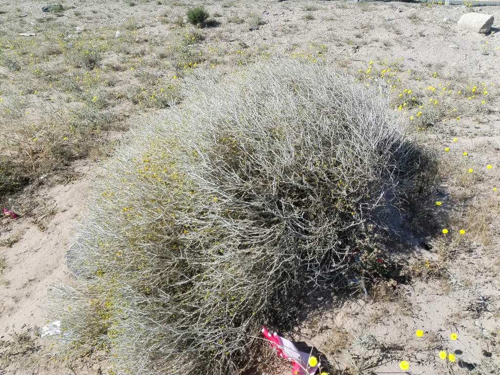 arfaj (Rhanterium epapposum) - Botanical Realm