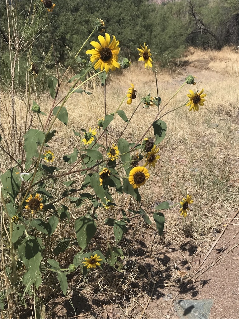 Common Sunflower from Cave Creek, AZ, US on October 7, 2023 at 12:11 PM ...