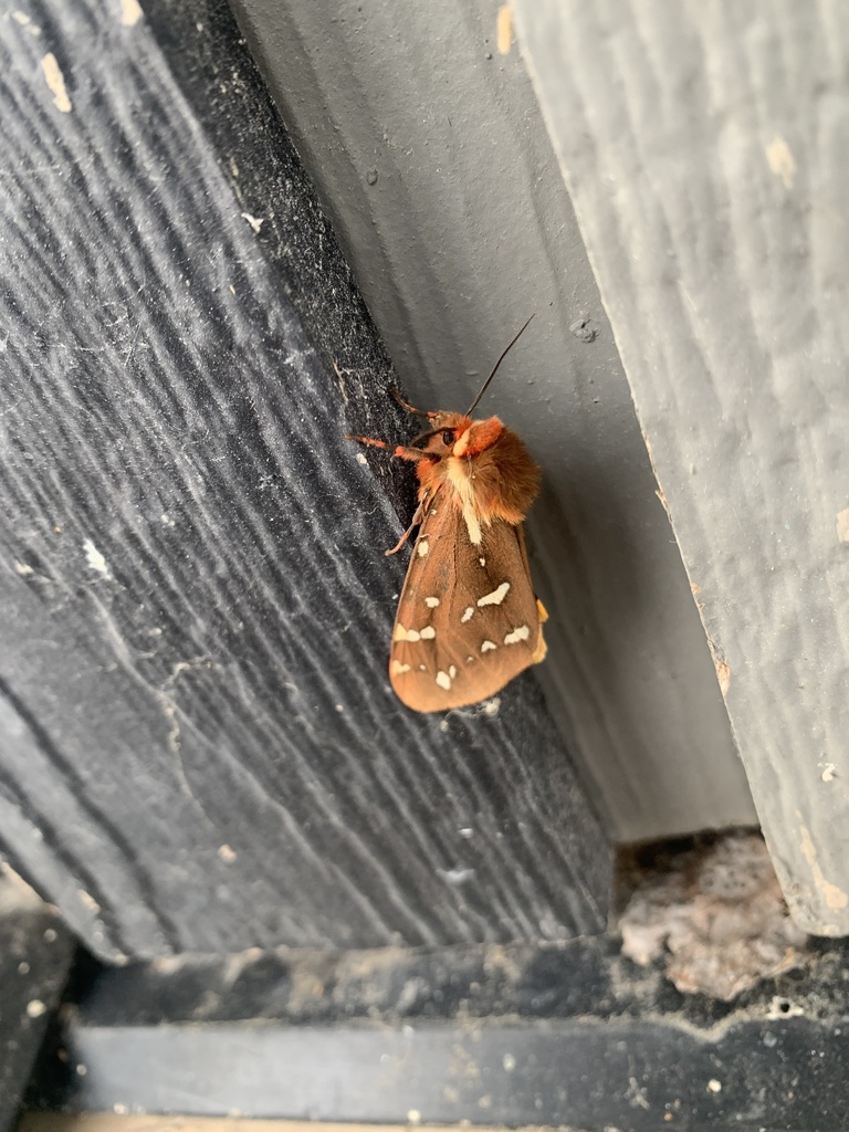 St. Lawrence Tiger Moth from Marriott Rd, Thompson-Nicola, BC, CA on ...