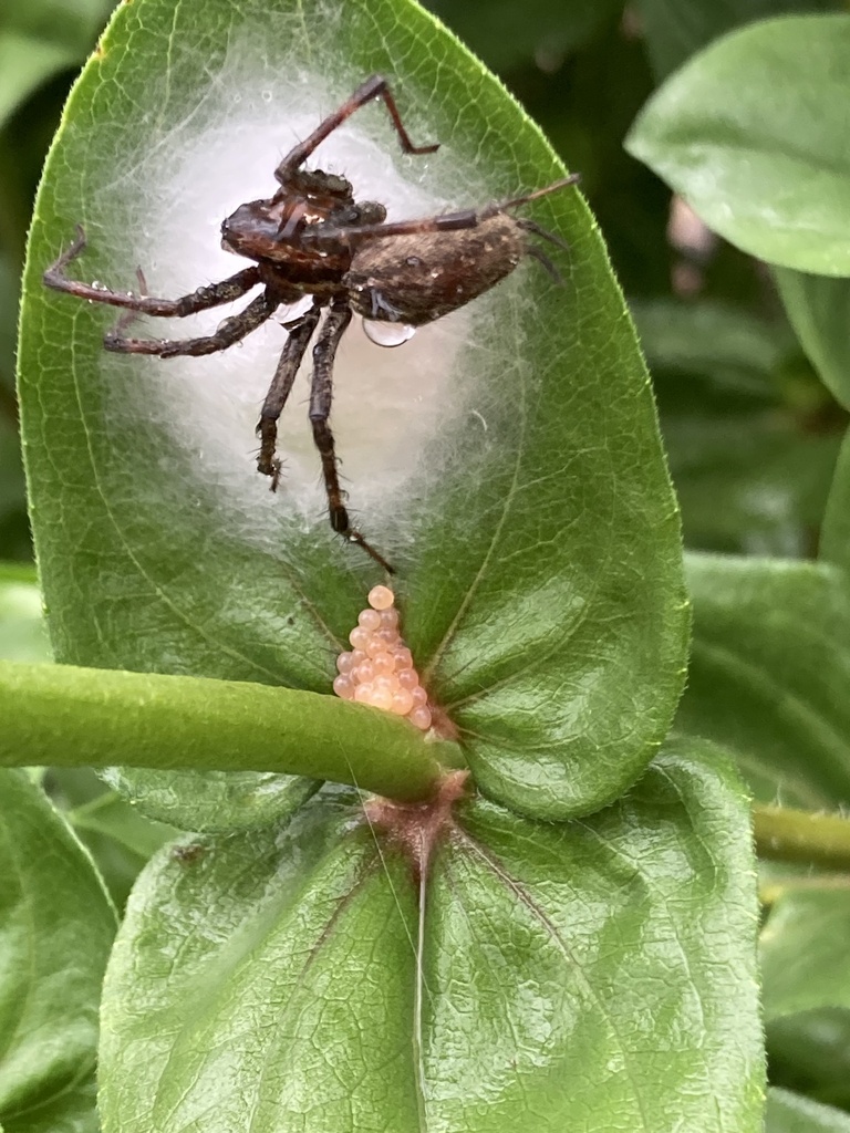 Grass Spiders from Wayne National Forest, Whipple, OH, US on October 6 ...