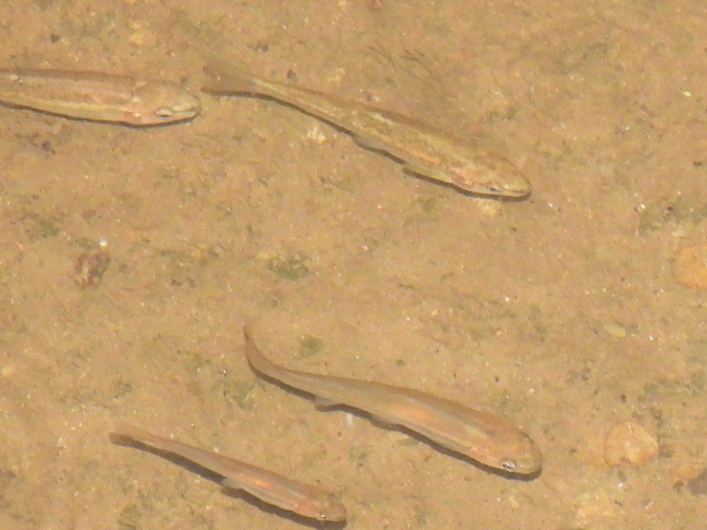 True Minnows from New Wilmington, PA 16142, USA on September 28, 2023 ...