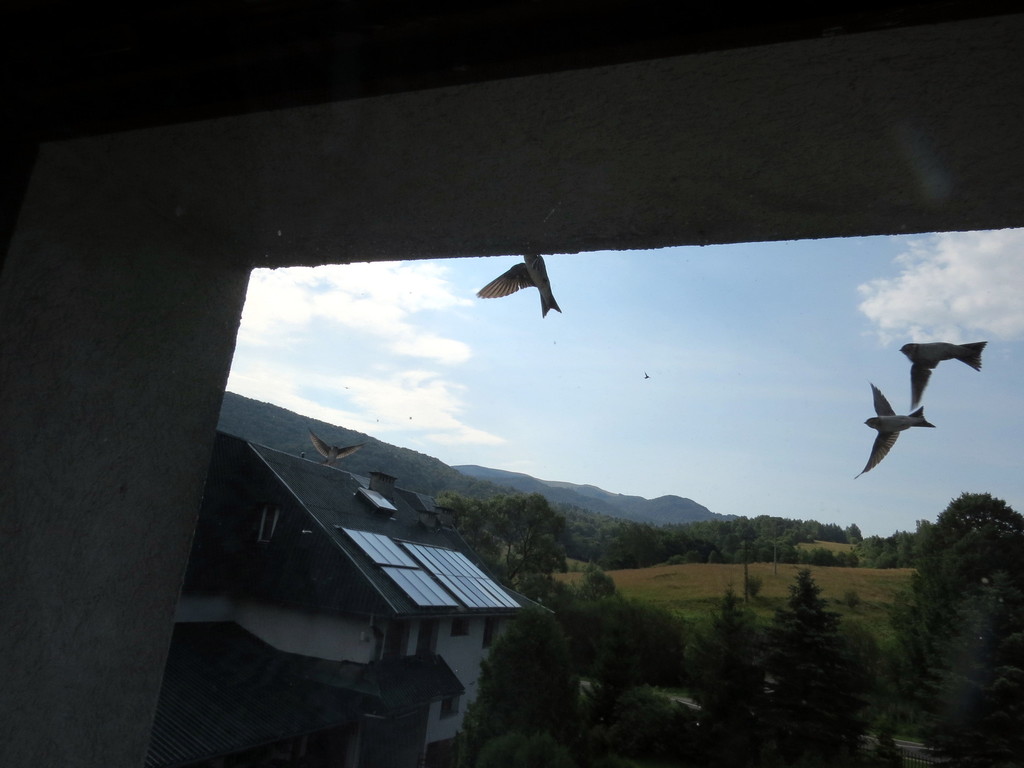 Western house-martin from Wielka pętla bieszczadzka 100, 38-714 ...