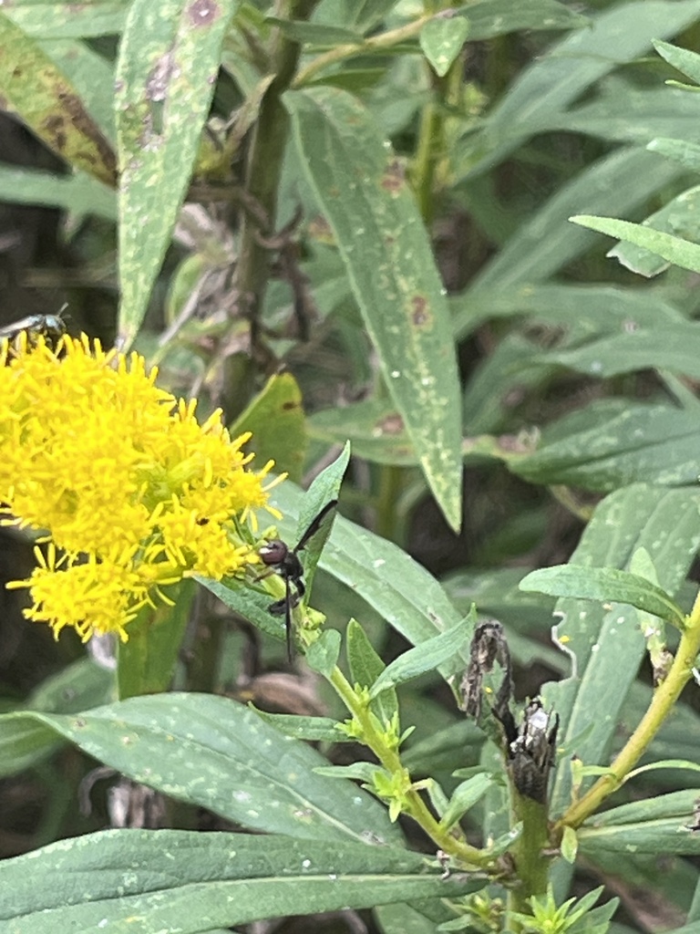 Cobalt Hover Fly from Colora, MD, US on September 30, 2023 at 01:34 PM ...