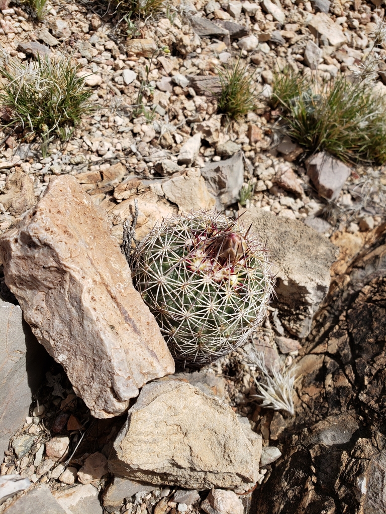 Acuña Cactus from Arizona Trail, Vail, AZ 85641, USA on March 9, 2019 ...