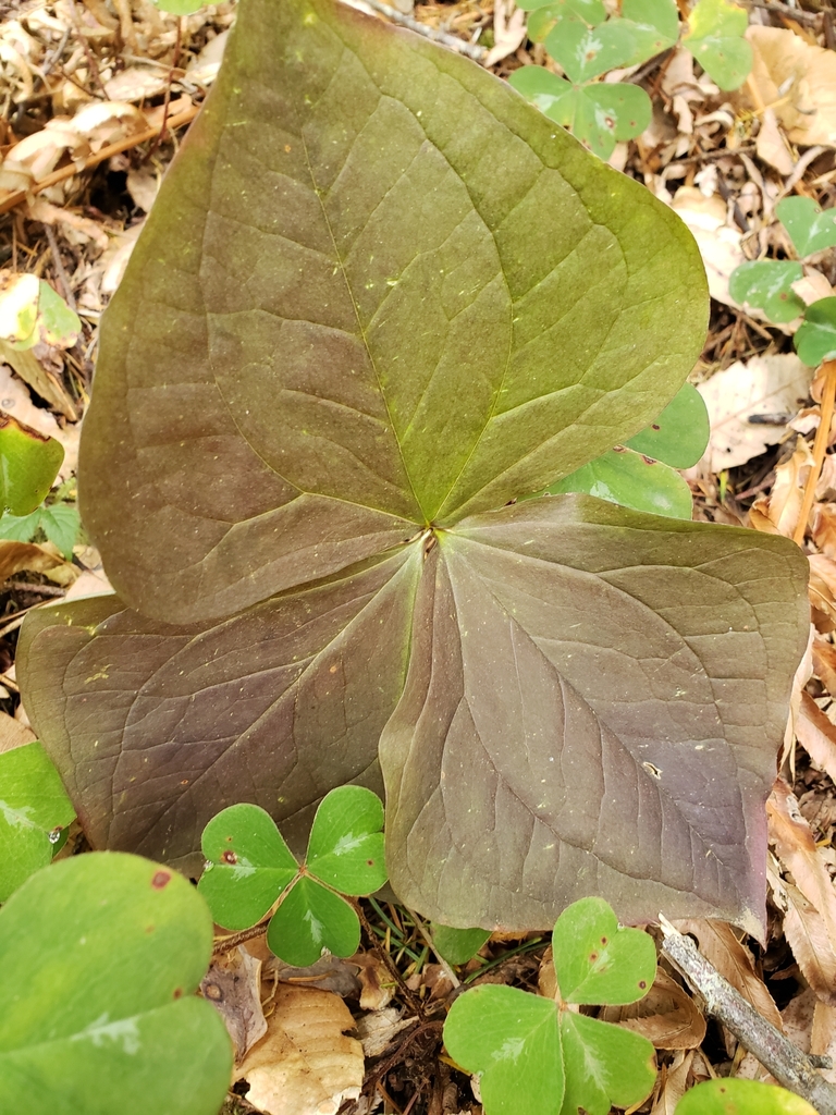 Pacific trillium from Curry County, US-OR, US on October 8, 2023 at 10: ...