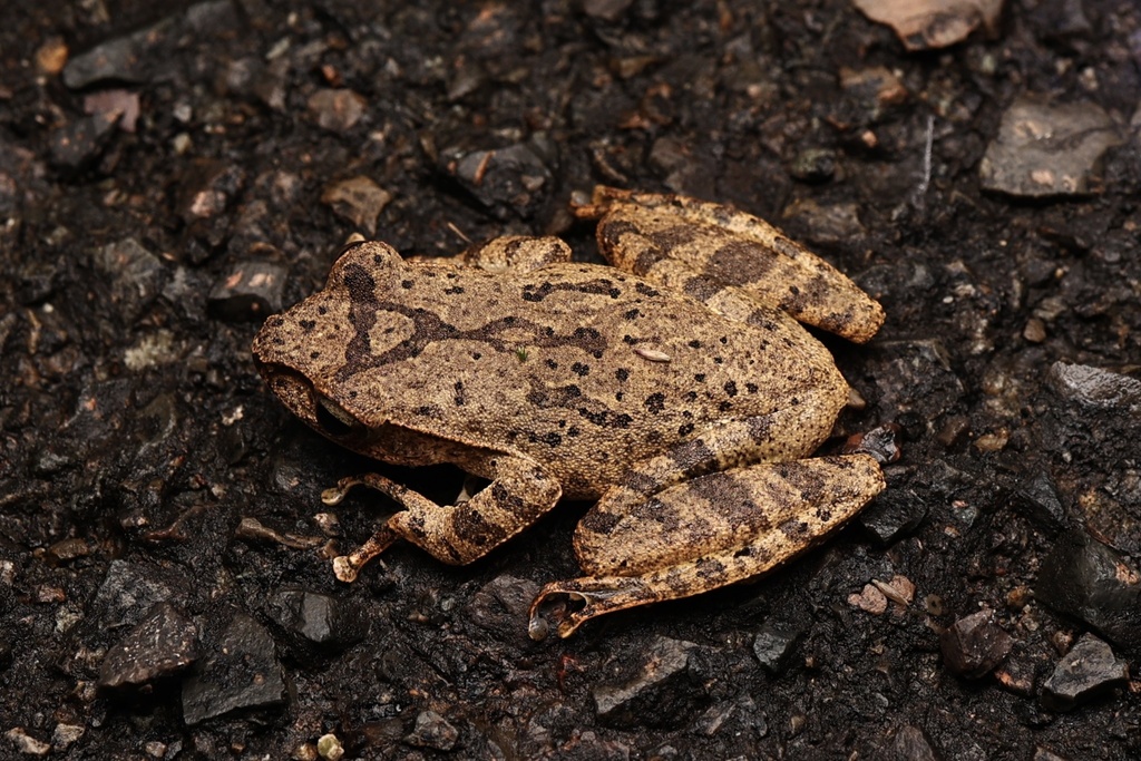 Taiwan Whipping Frog in October 2023 by Pintsen JIN · iNaturalist
