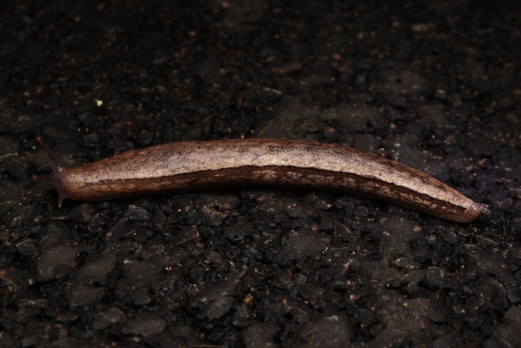 Meghimatium rugosum in October 2023 by Pintsen JIN · iNaturalist