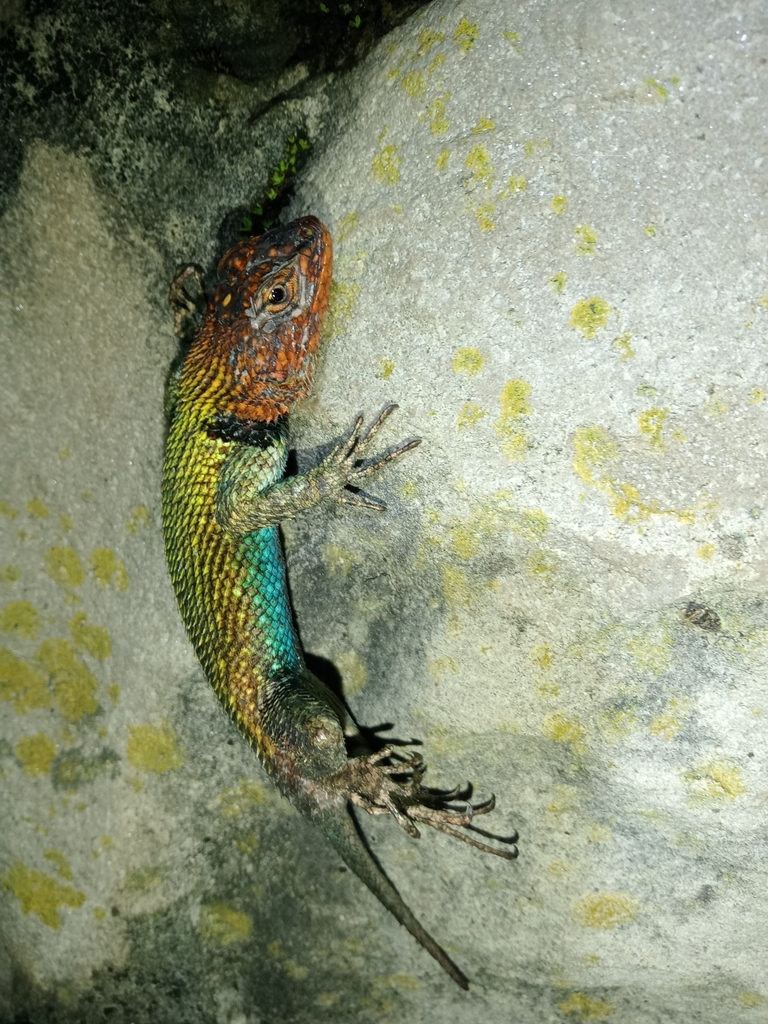 Guatemalan Emerald Spiny Lizard from La Paz, 29294 San Cristóbal de las ...