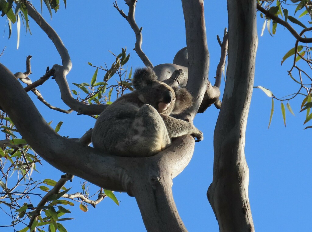 Koala from Ocean Pde, Burleigh Heads, QLD, AU on October 5, 2023 at 07: ...