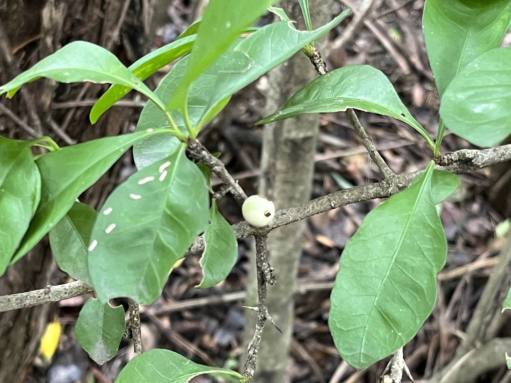 Randia laetevirens from Ciudad Victoria, Tamps., MX on October 6, 2023 ...