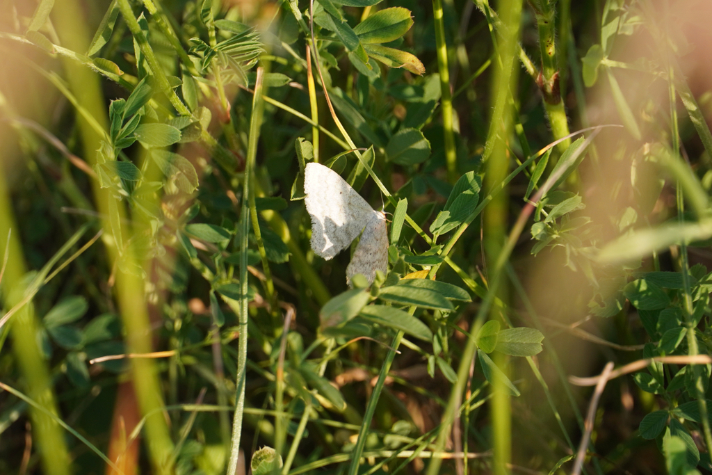 Scopula incanata from Jena, Germany on June 9, 2023 at 06:10 PM by ...