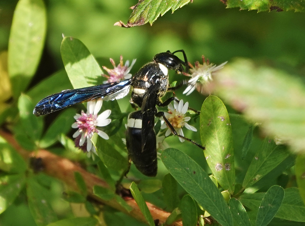 Four-toothed Mason Wasp from Lancaster County, SC, USA on October 7 ...