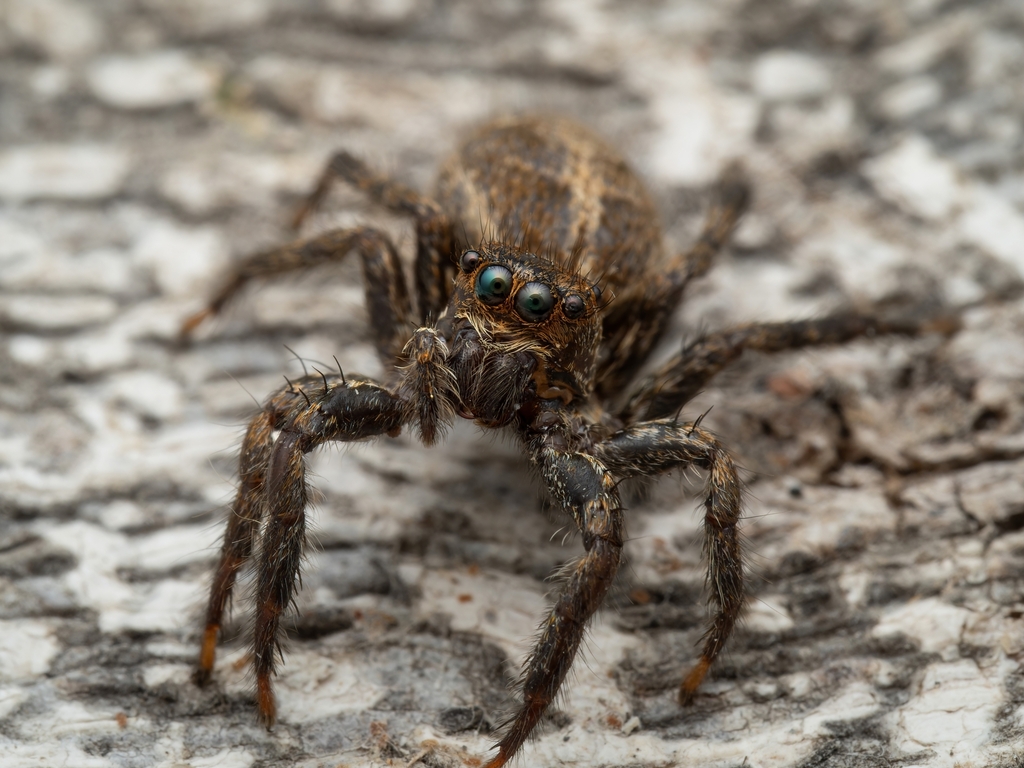 Pantropical Jumping Spider from Rhodes, Grèce on October 7, 2023 at 01: ...