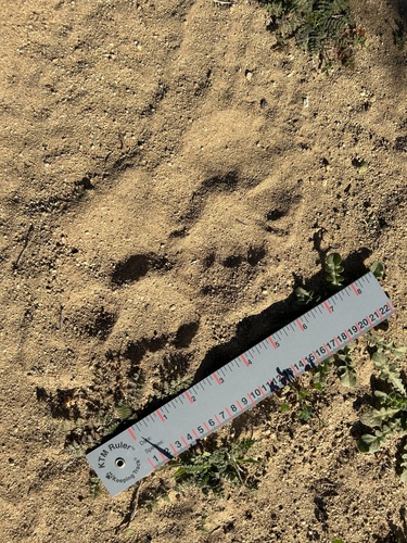 Mountain Lion Tracks – NatureTracking