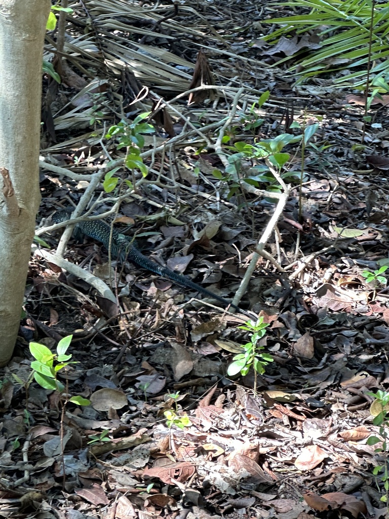 Dusky Giant Ameiva from Crandon Park, Key Biscayne, FL, US on October ...