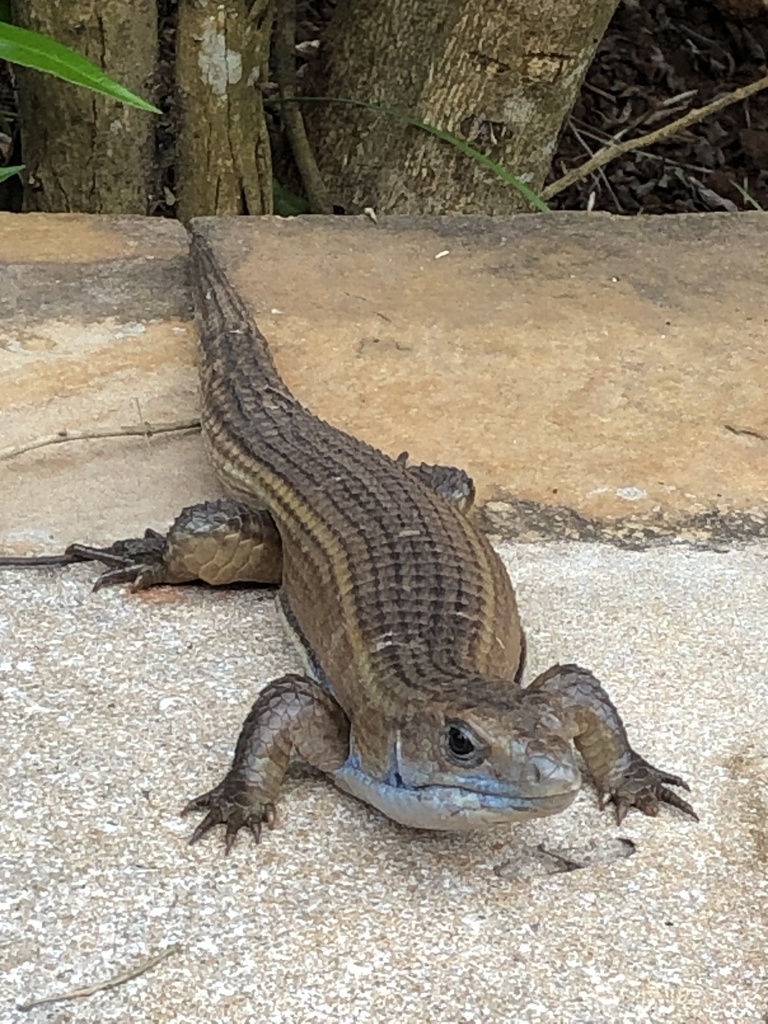 Rough-scaled Plated Lizard from Zanzibar, Kaskazini A, TZ on October 8 ...