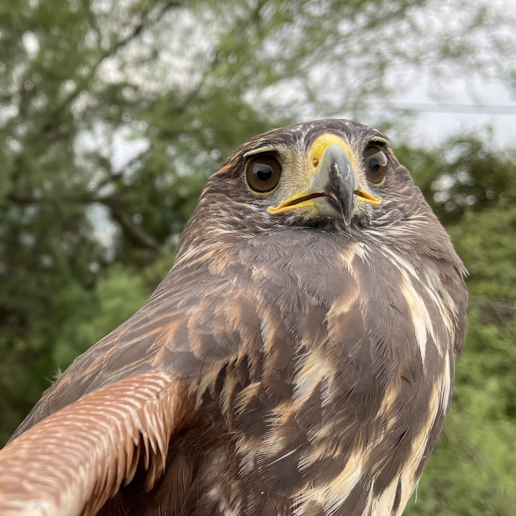 Harris's Hawk from Alice, TX, US on October 8, 2023 at 08:37 AM by Mike ...