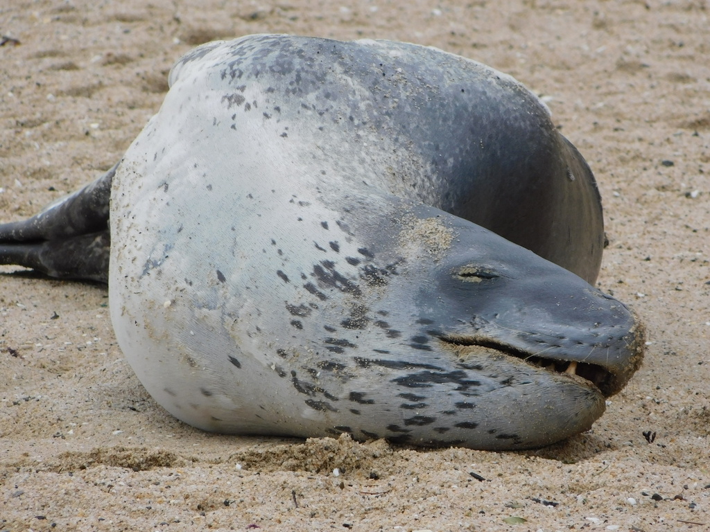 Leopard Seal from Freyberg Beach, Lambton Ward, Wellington, NZ on ...