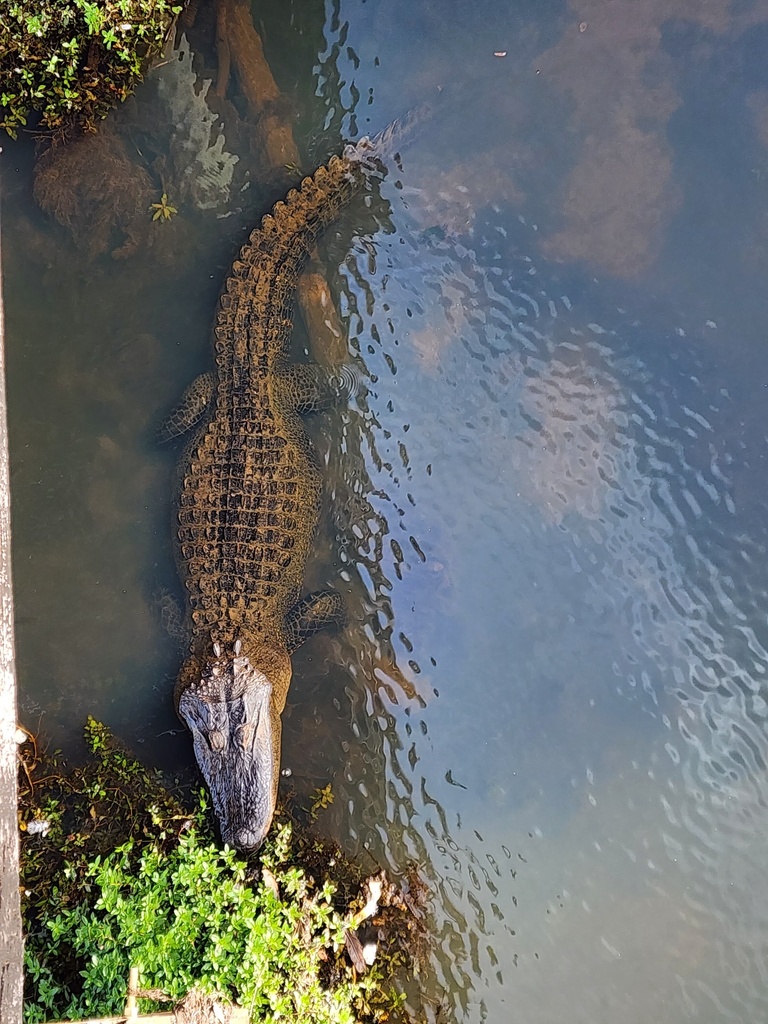 American Alligator from Joseph N. Langan Park, Mobile, AL, US on ...