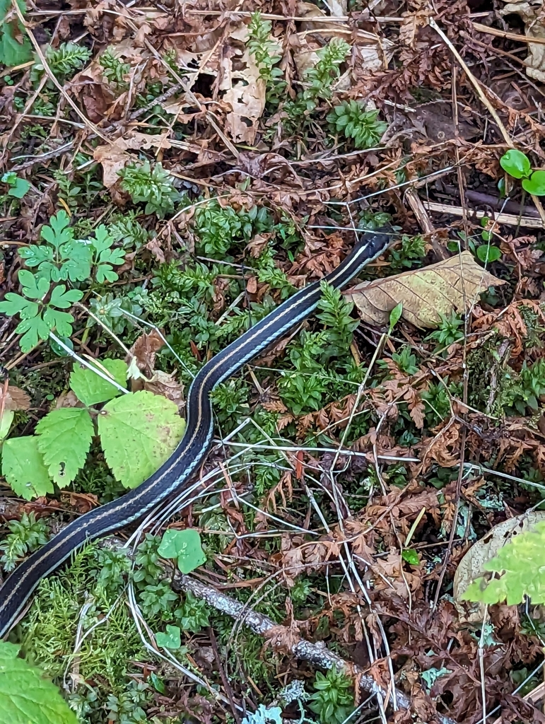 Northwestern Garter Snake from Duvall, WA 98019, USA on October 8, 2023 ...