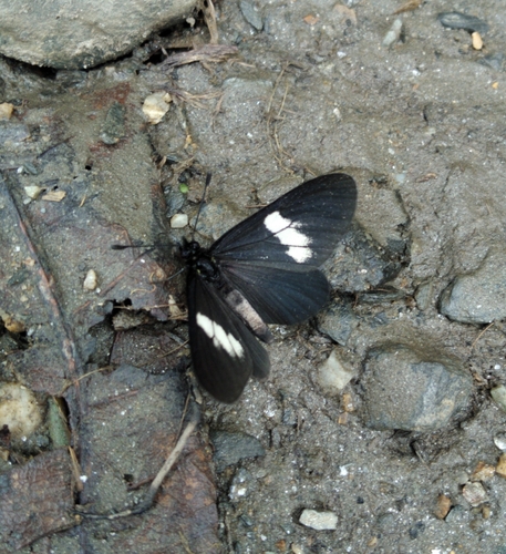 Altinote hylonome · iNaturalist