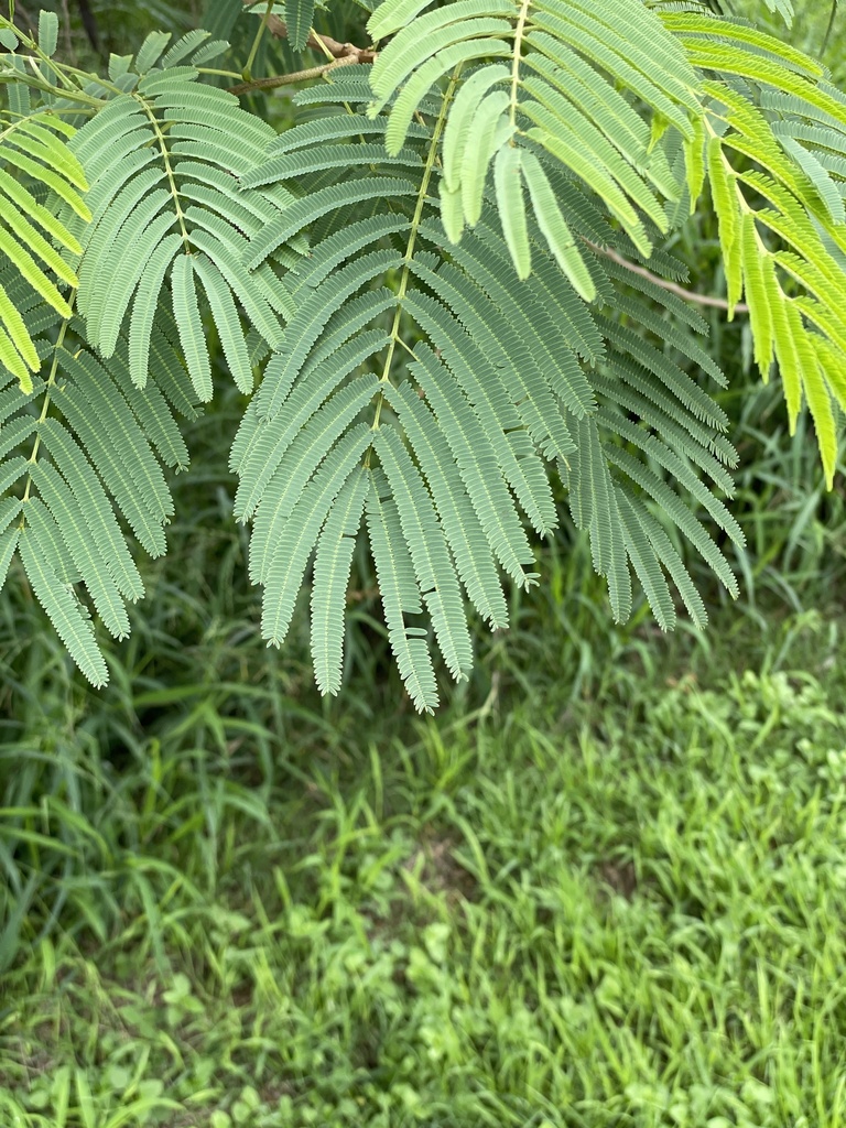 great leadtree from Holly Rd, Corpus Christi, TX, US on October 8, 2023 ...