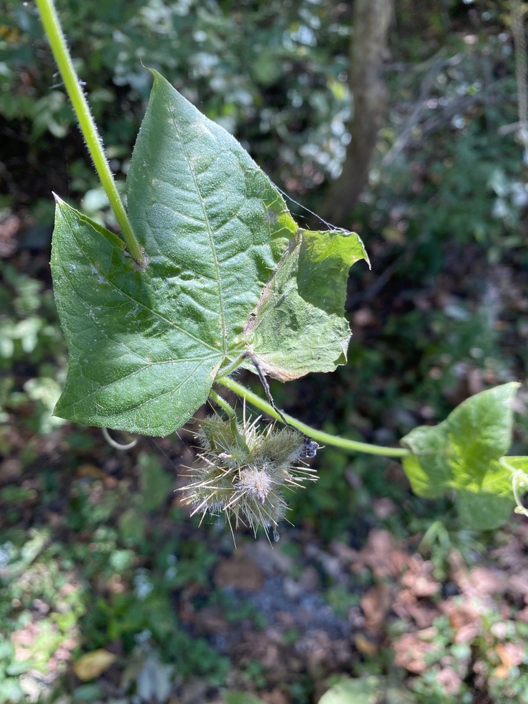 Bur-cucumber in October 2023 by abelkinser · iNaturalist