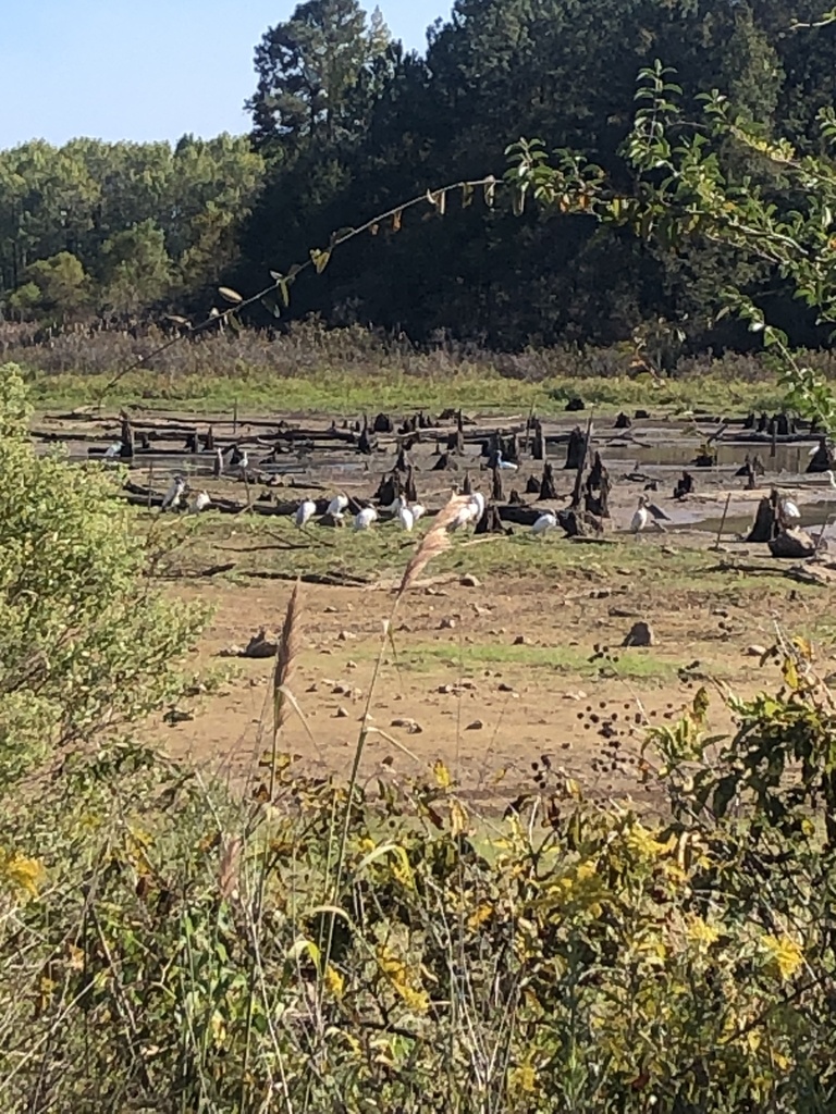 Wood Stork from Preserve Cir, Alabaster, AL, US on October 8, 2023 at ...