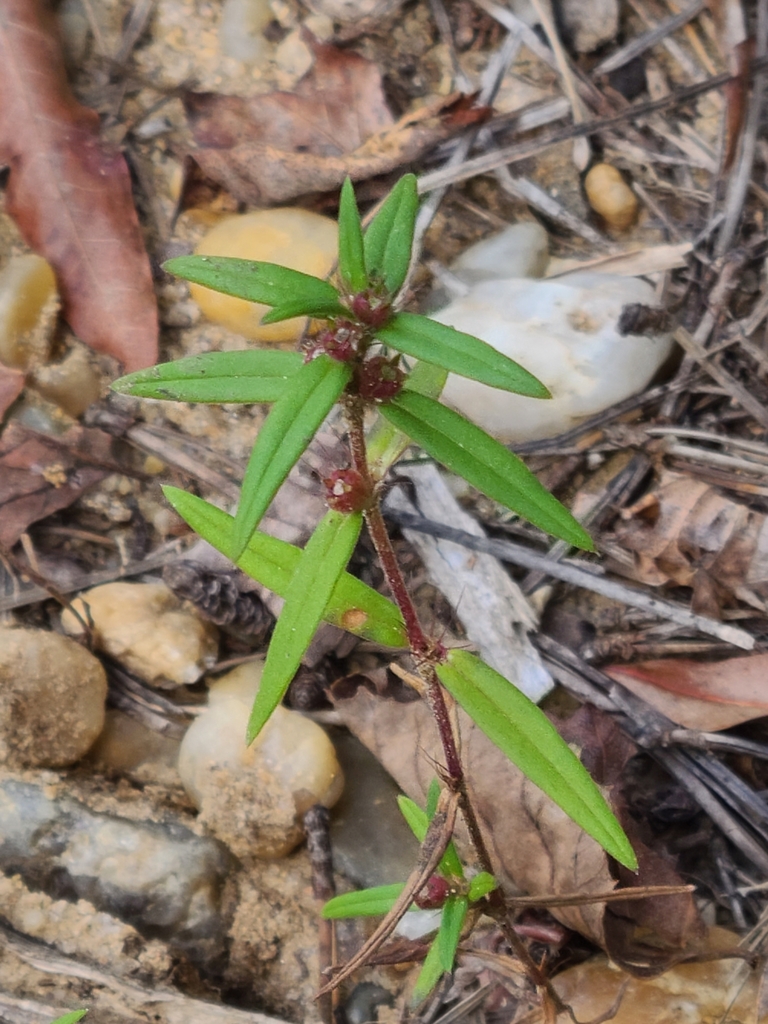 Toothcup from Laurel, MD 20724, USA on October 8, 2023 at 01:59 PM by ...