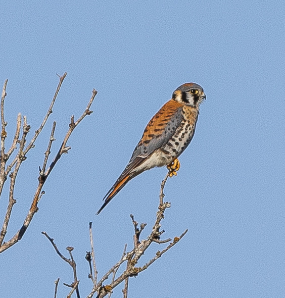 American Kestrel from N Commons Ford Rd, Austin, TX, US on October 8 ...