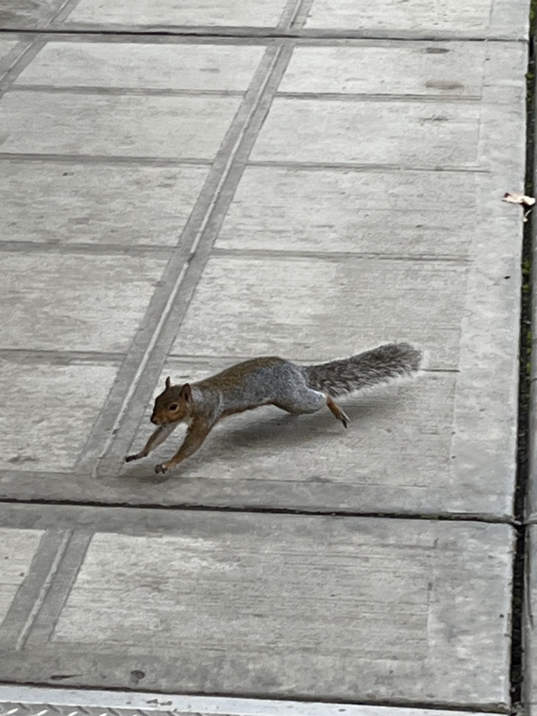 Eastern Gray Squirrel from E Madison St, Seattle, WA, US on October 8 ...