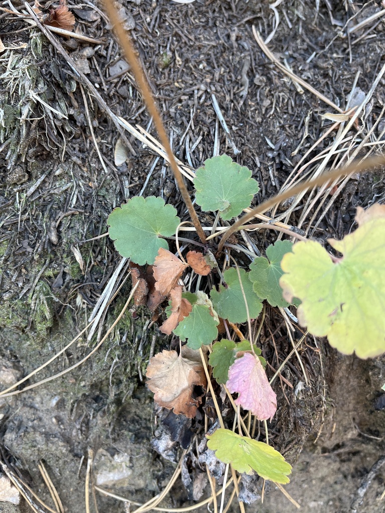 littleleaf alumroot from CR-13, West Pleasant View, CO, US on October 8 ...