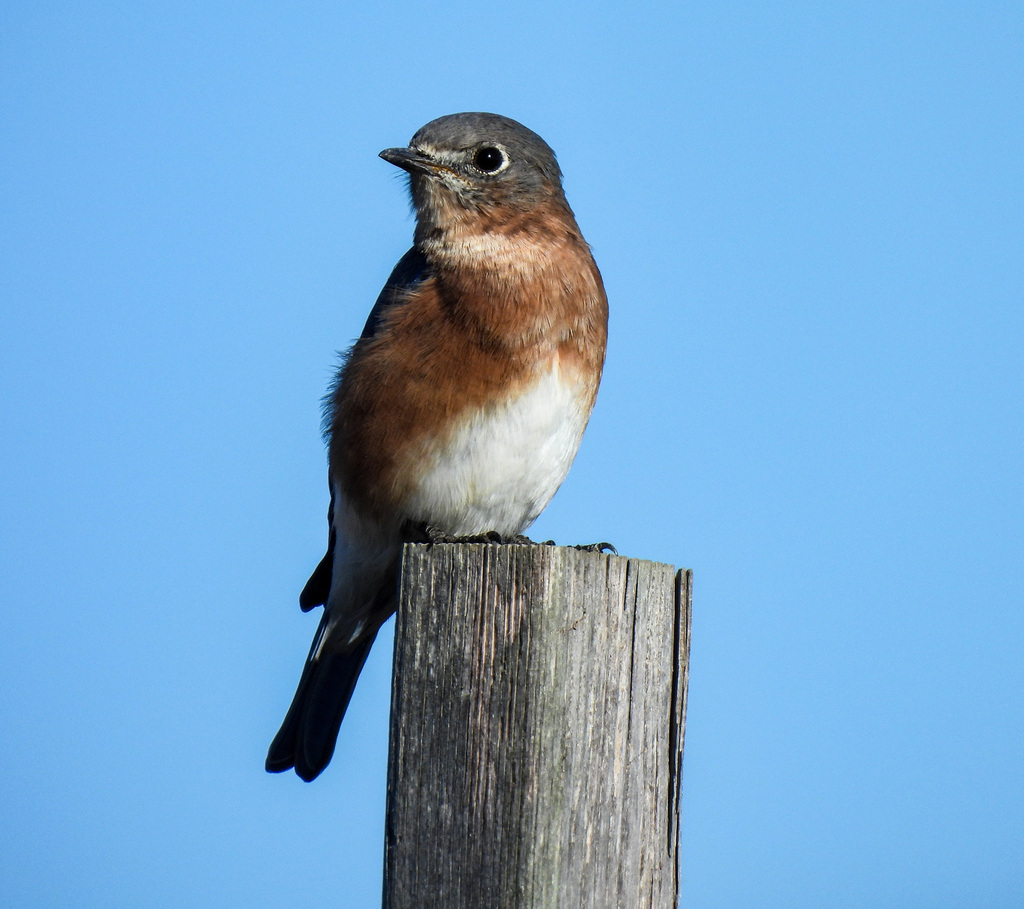 Eastern Bluebird from Gardener Rd, Memphis, TN, USA on October 8, 2023 ...