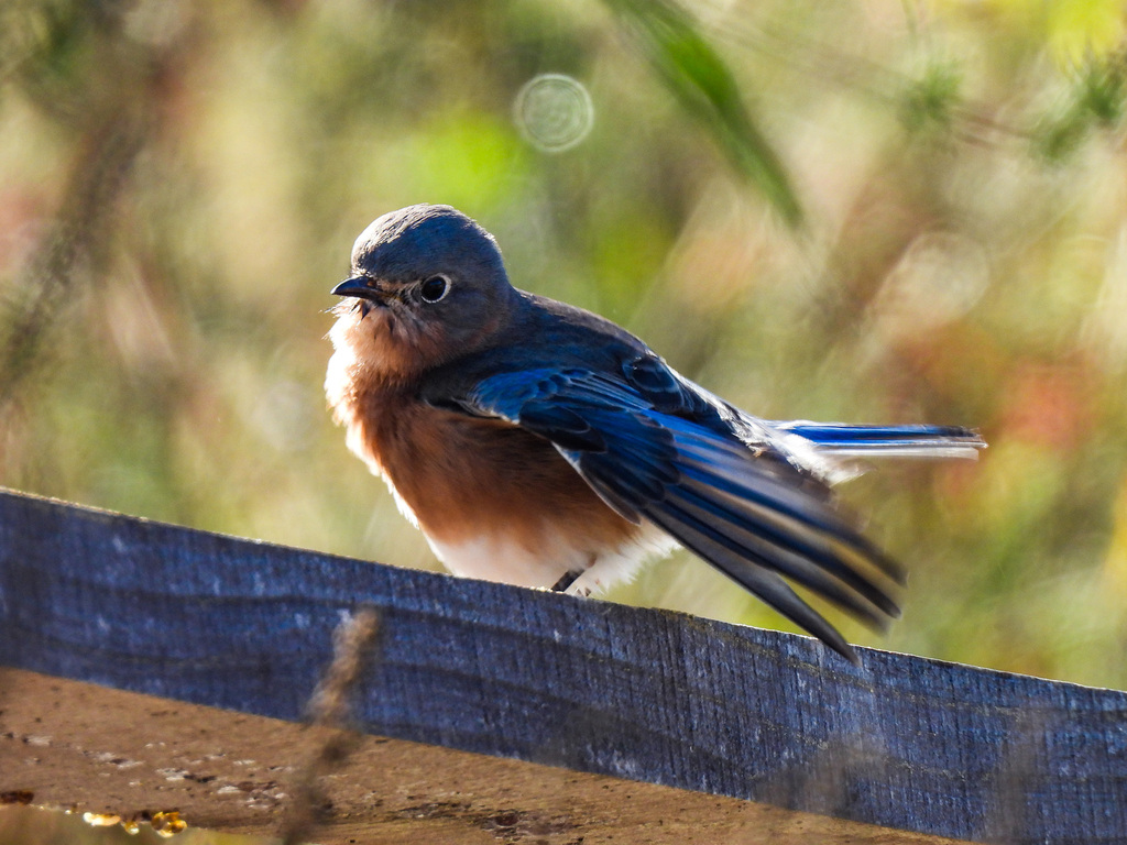 Eastern Bluebird from Gardener Rd, Memphis, TN, USA on October 8, 2023 ...