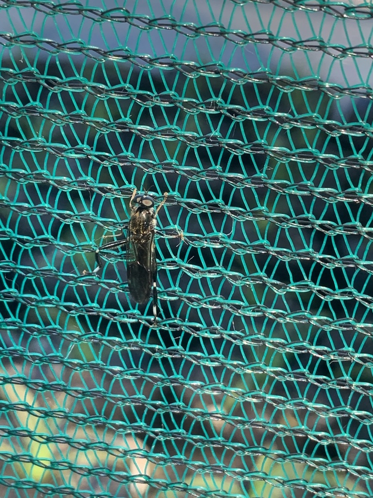 Garden soldier fly from North Island, Tauranga, Bay of Plenty, NZ on ...