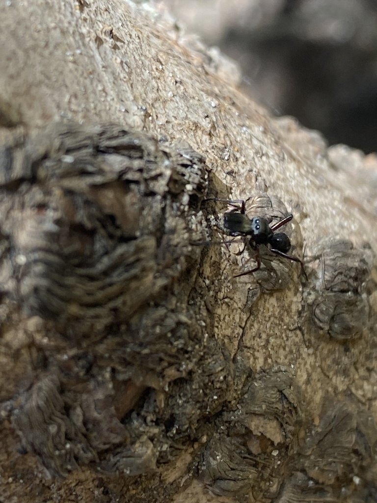 Ant-like Jumping Spiders from Tannum Sands, QLD, AU on September 26 ...