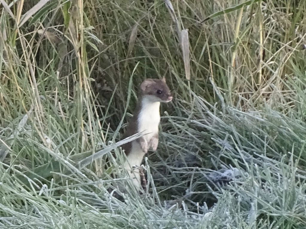 Short-tailed Weasel from Loon Lake Rd, Aurora, MN, US on October 7 ...