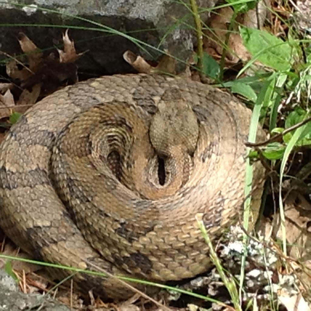 Timber Rattlesnake in June 2016 by Bonnie Isaac · iNaturalist