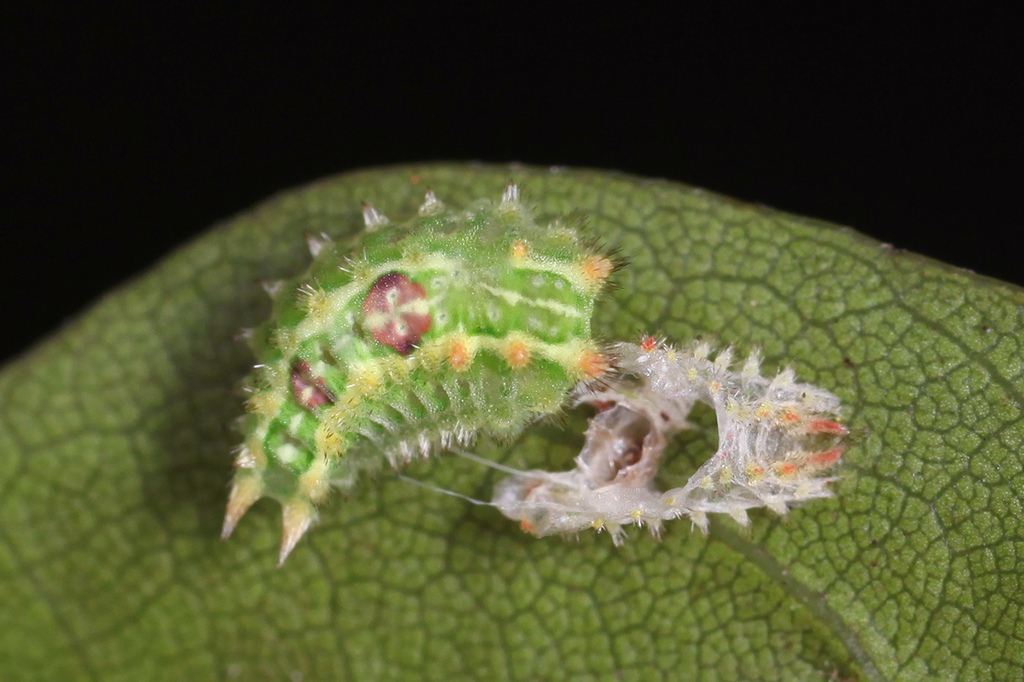 Long-horned Slug Moth from Abbeville County, SC, USA on October 8, 2023 ...