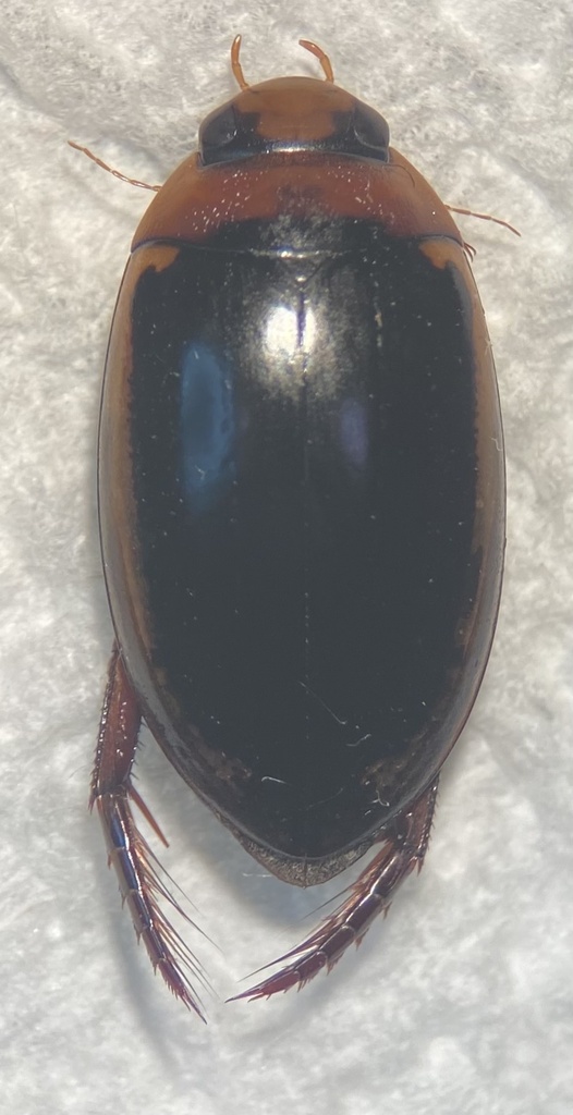 Hydaticus bimarginatus from Montalba, TX, US on September 30, 2023 at ...