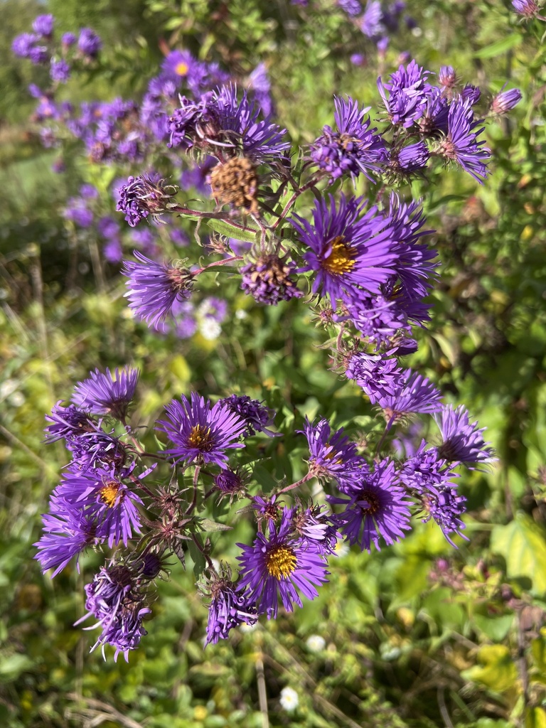 New England aster from Ladew Topiary Gardens, Monkton, MD, US on ...
