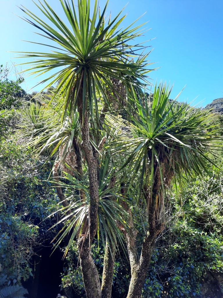 New Zealand cabbage tree from Windwhistle, New Zealand on October 8 ...