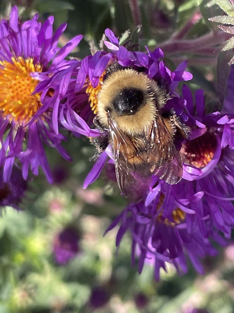 Red-belted Bumble Bee from Carter Ave, Saint Paul, MN, US on October 8 ...