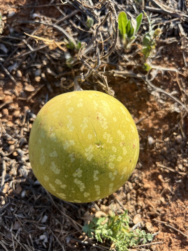 Colocynth from Airport Rd, Port Augusta West, SA, AU on October 9, 2023 ...