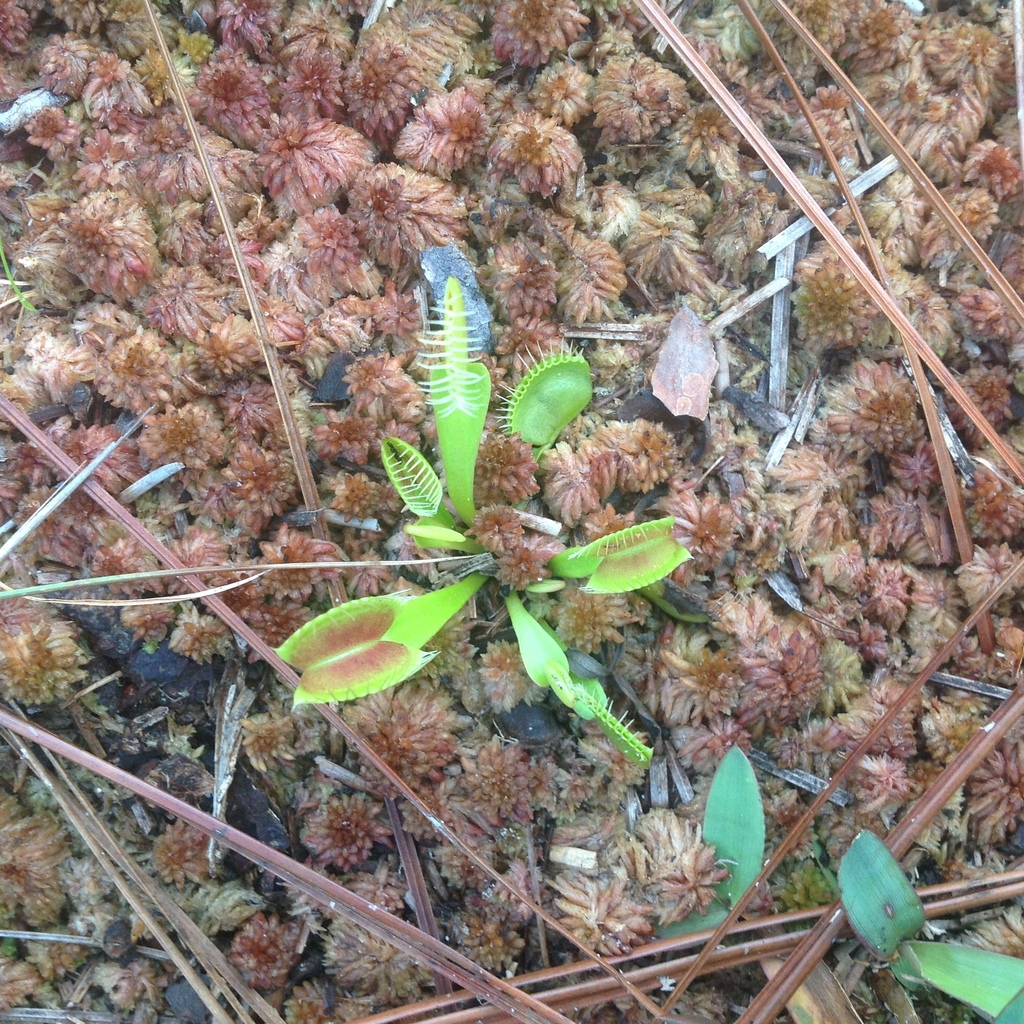 Venus flytrap in August 2016 by Bonnie Isaac · iNaturalist