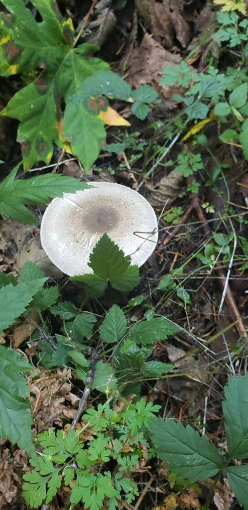 Agaricus deardorffensis from Olympia, WA 98505, USA on October 8, 2023 ...