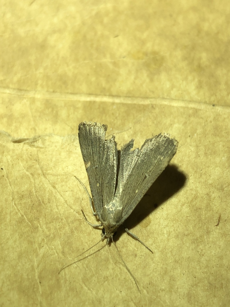 Australian Alfalfa Moth from Vale St, Skye, SA, AU on October 8, 2023 ...